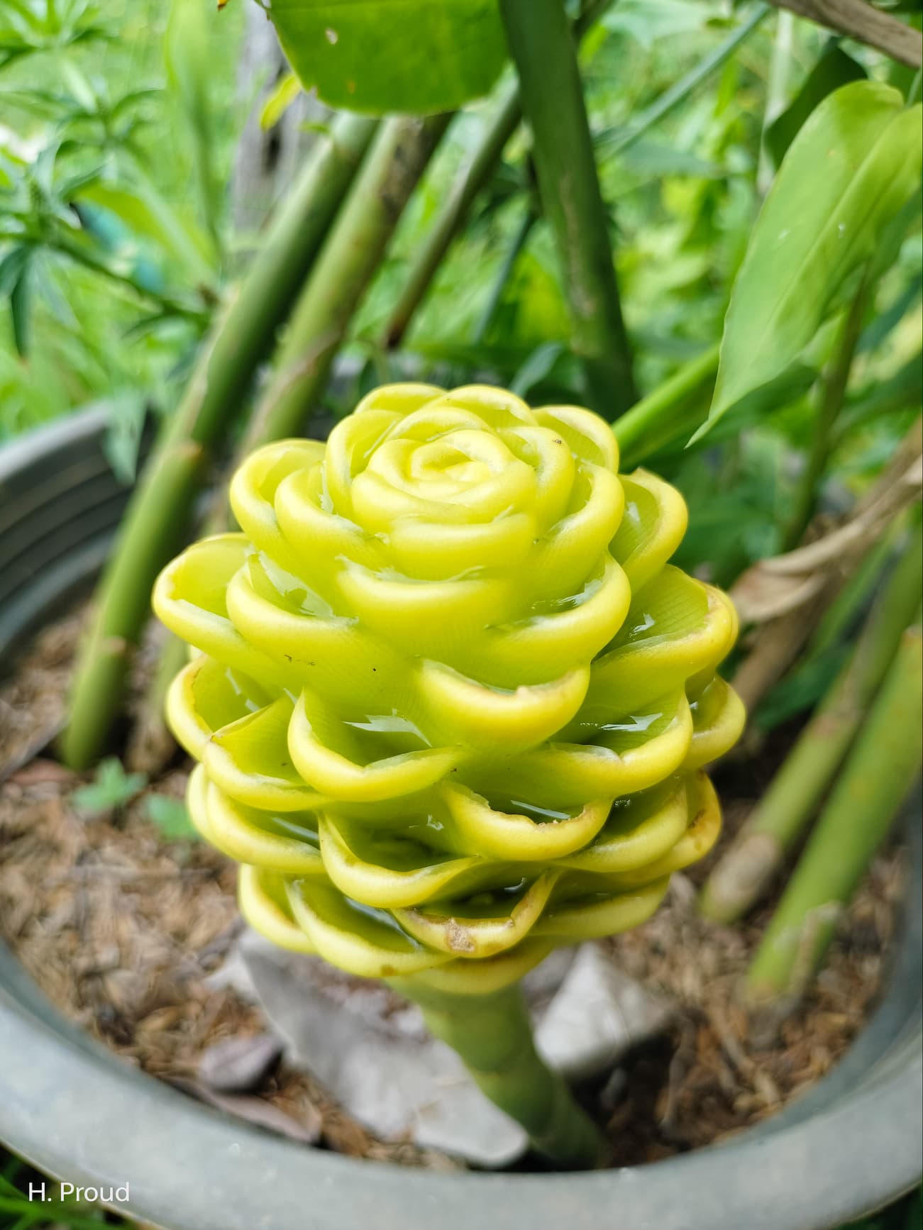 Zingiber spectabile Golden Beehive Ginger - ThaiFlora
