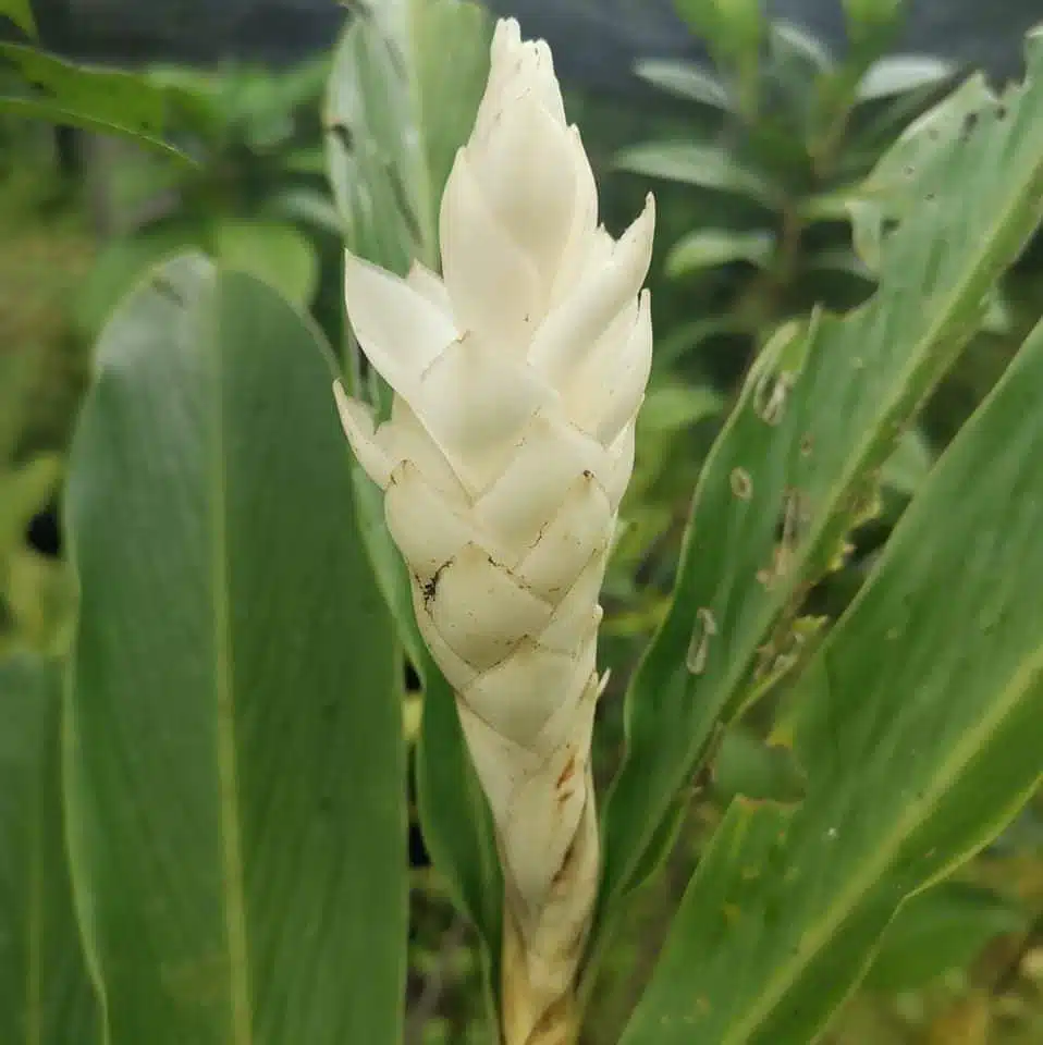 Alpinia purpurata Alba - ThaiFlora