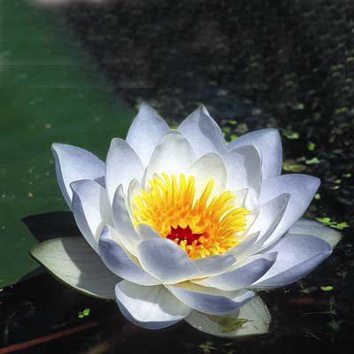 Nymphaea Candida - ThaiFlora