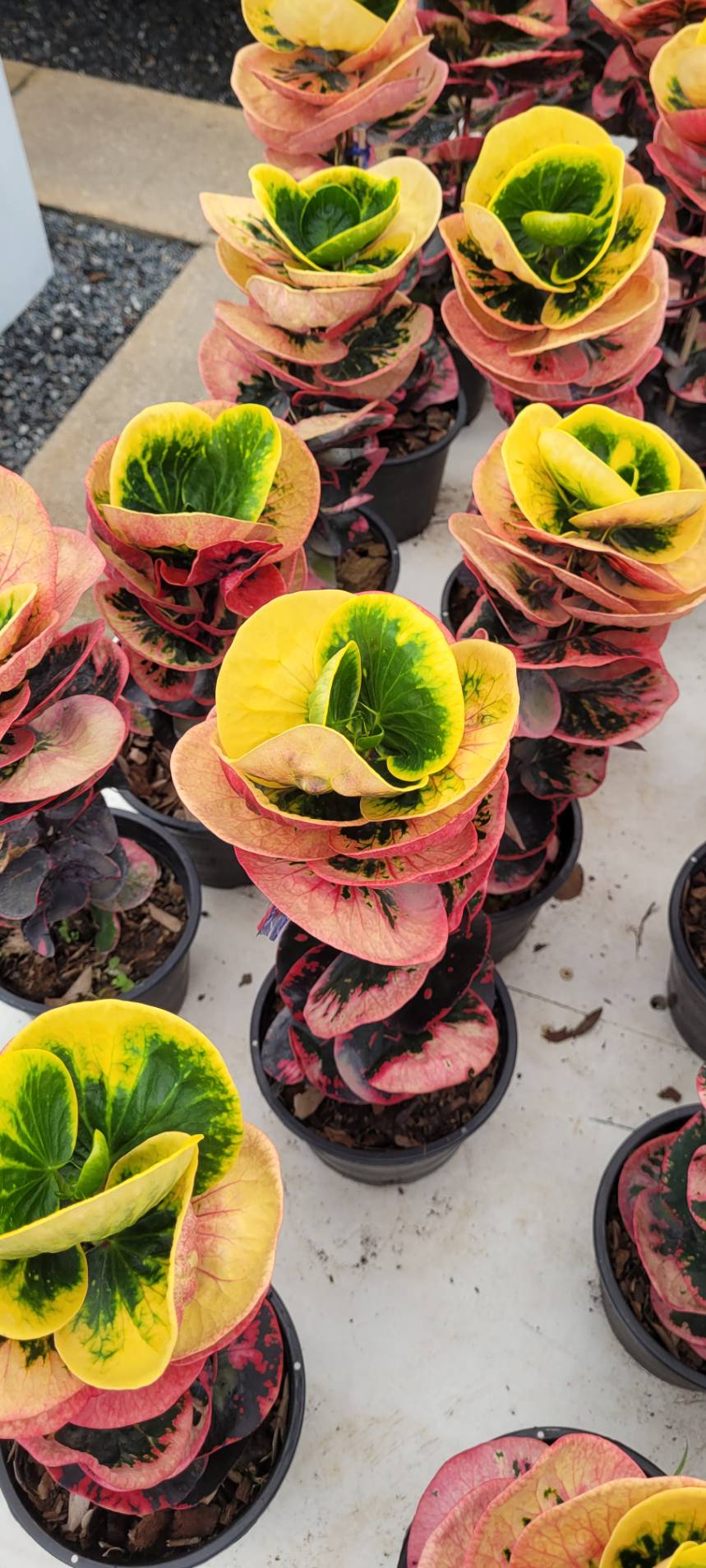 Croton variegata (cabbage Croton) - ThaiFlora