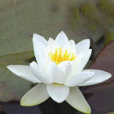 Nymphaea Alba - ThaiFlora