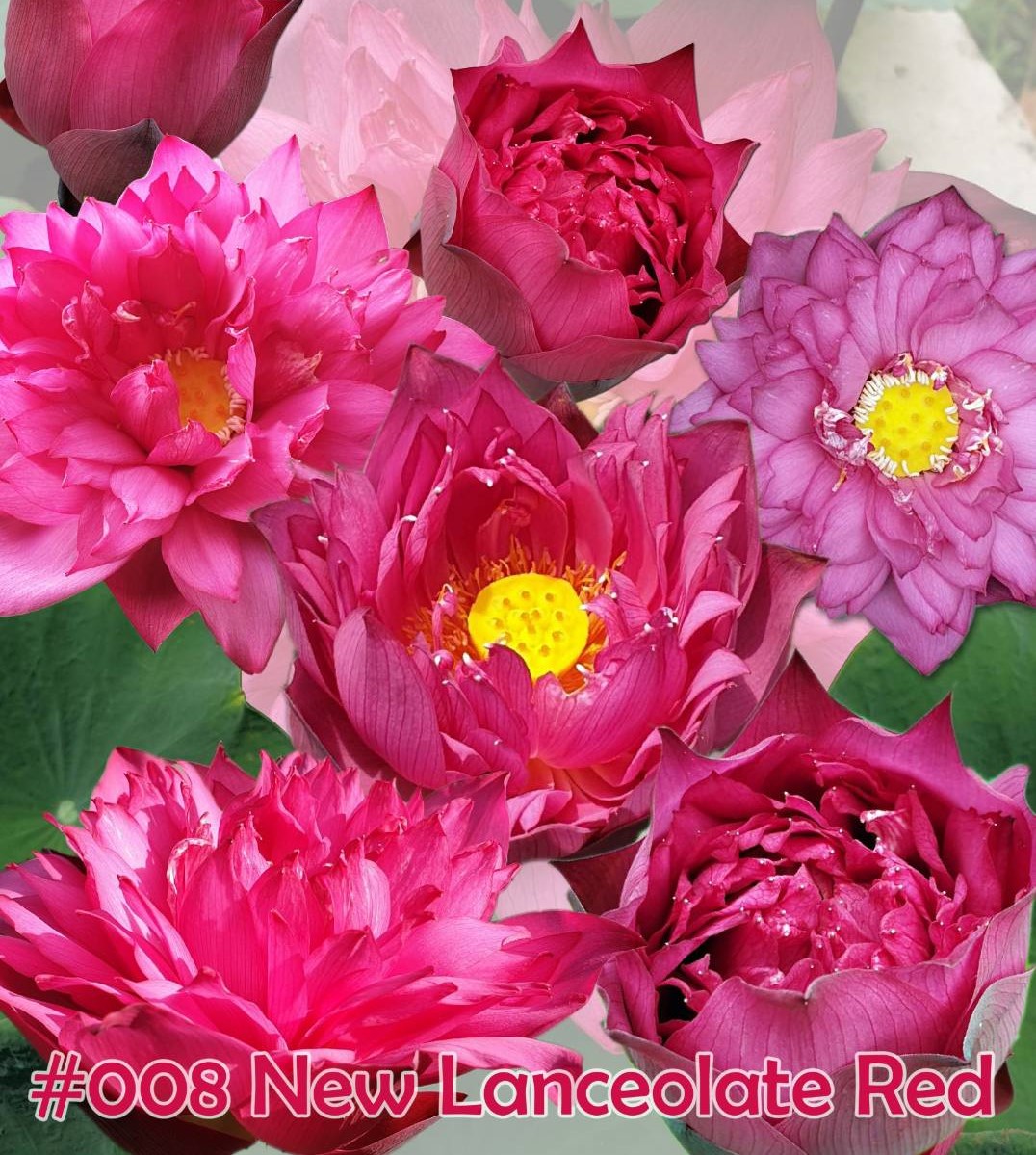 Nelumbo nucifera New lanceolate red - ThaiFlora