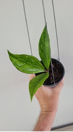 Hoya SP. germany (large) - ThaiFlora