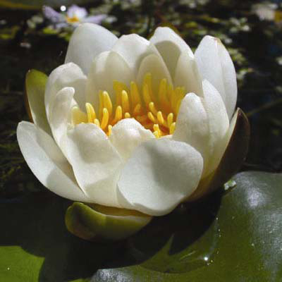 Nymphaea.candida.ho2 - ThaiFlora