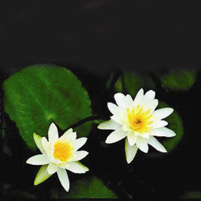 Nymphaea_Albatros - ThaiFlora
