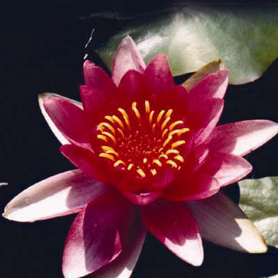 Nymphaea-CONQUEROR - ThaiFlora