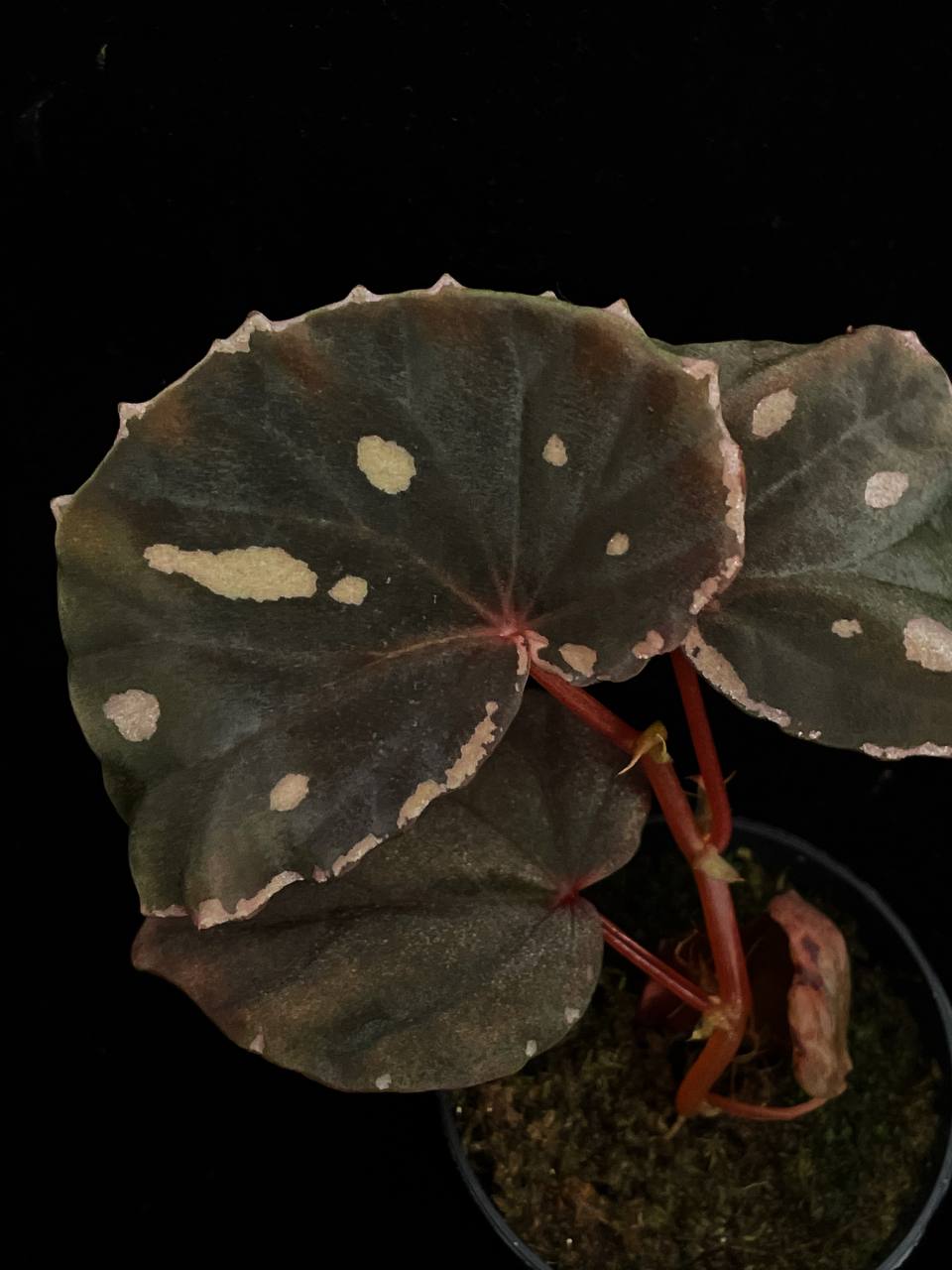 Begonia alicida - ThaiFlora