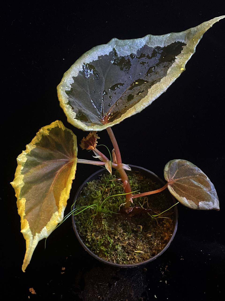 Begonia baramensis - ThaiFlora