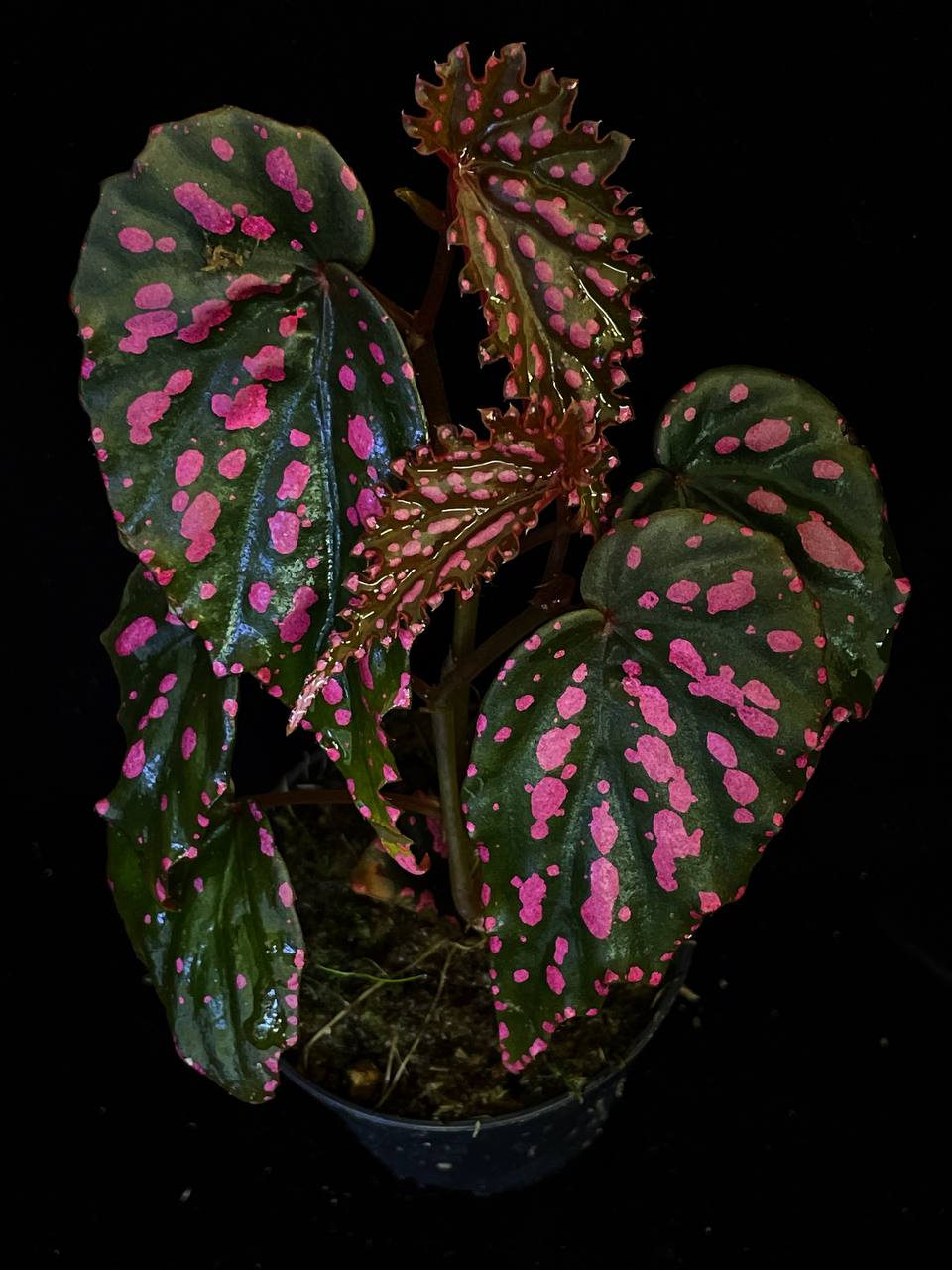 Begonia sp hairy spots - ThaiFlora