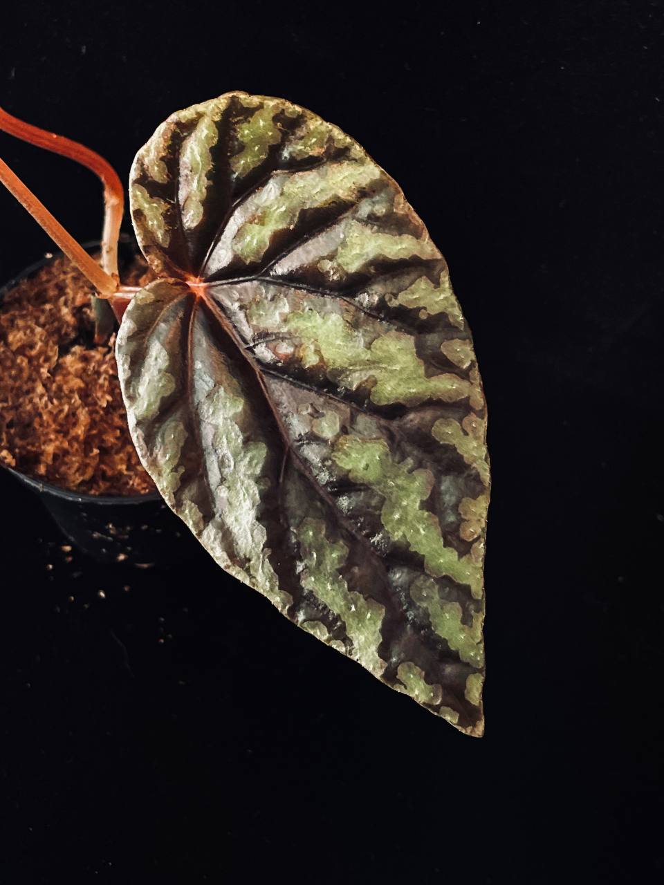 Begonia variabilis - ThaiFlora