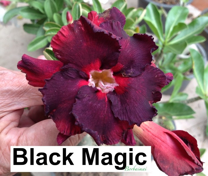 Adenium black magic - ThaiFlora