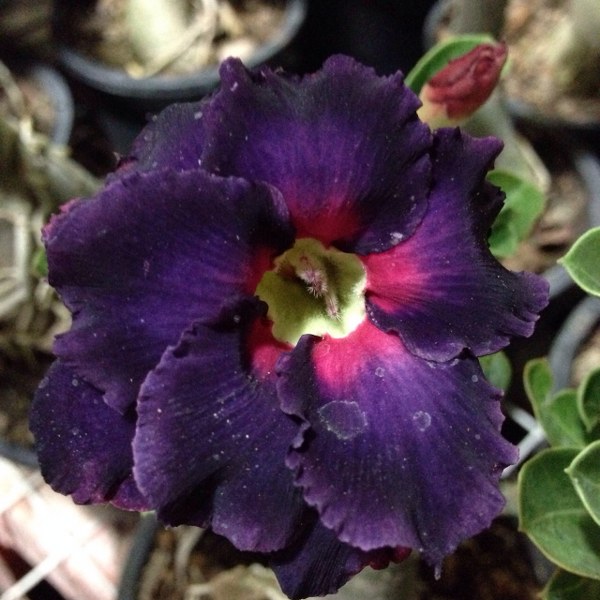 Adenium black border - ThaiFlora