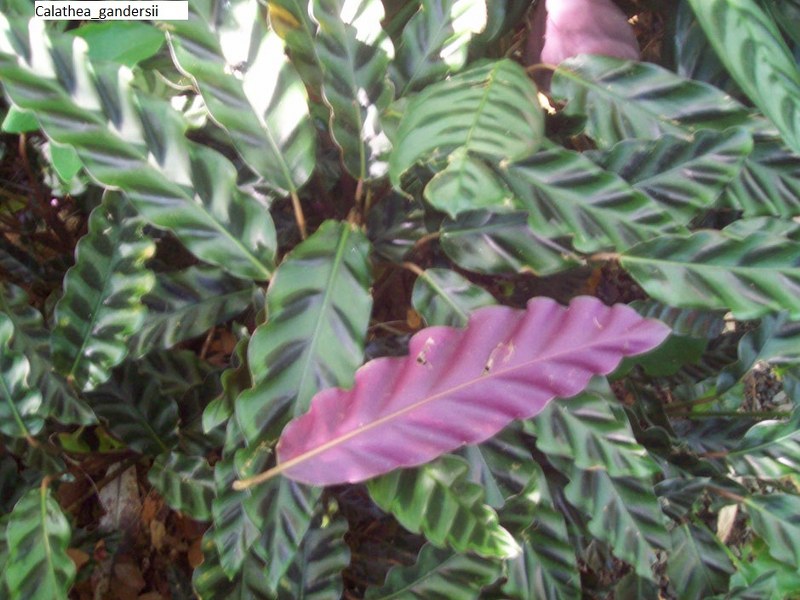 Calathea gandersii - ThaiFlora