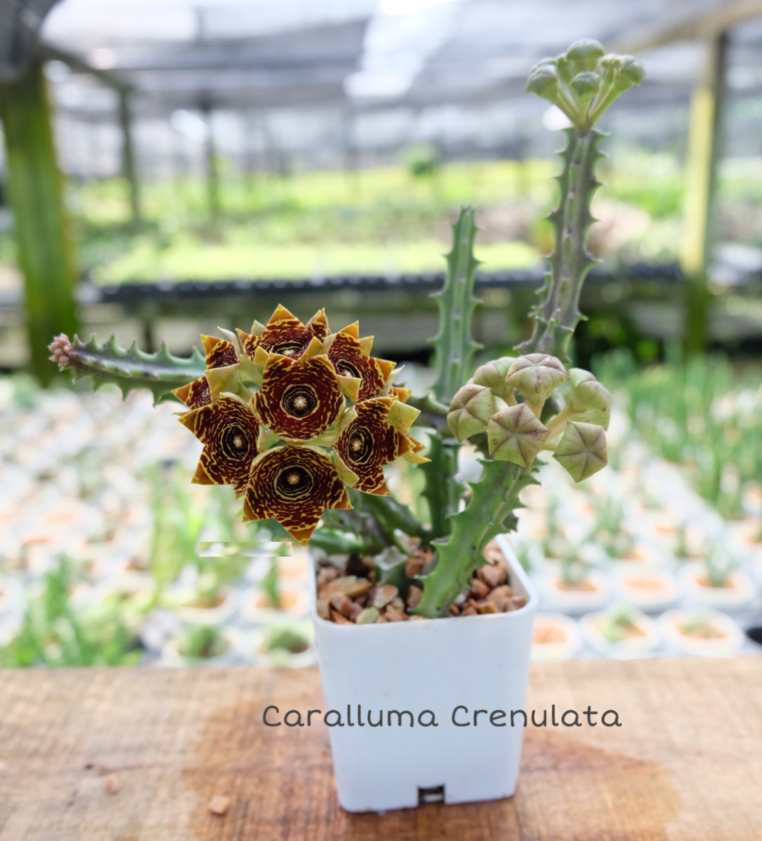 Caralluma crenulata - ThaiFlora