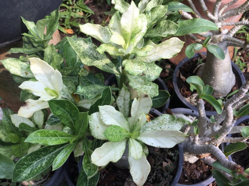 Adenium double white variegated - ThaiFlora