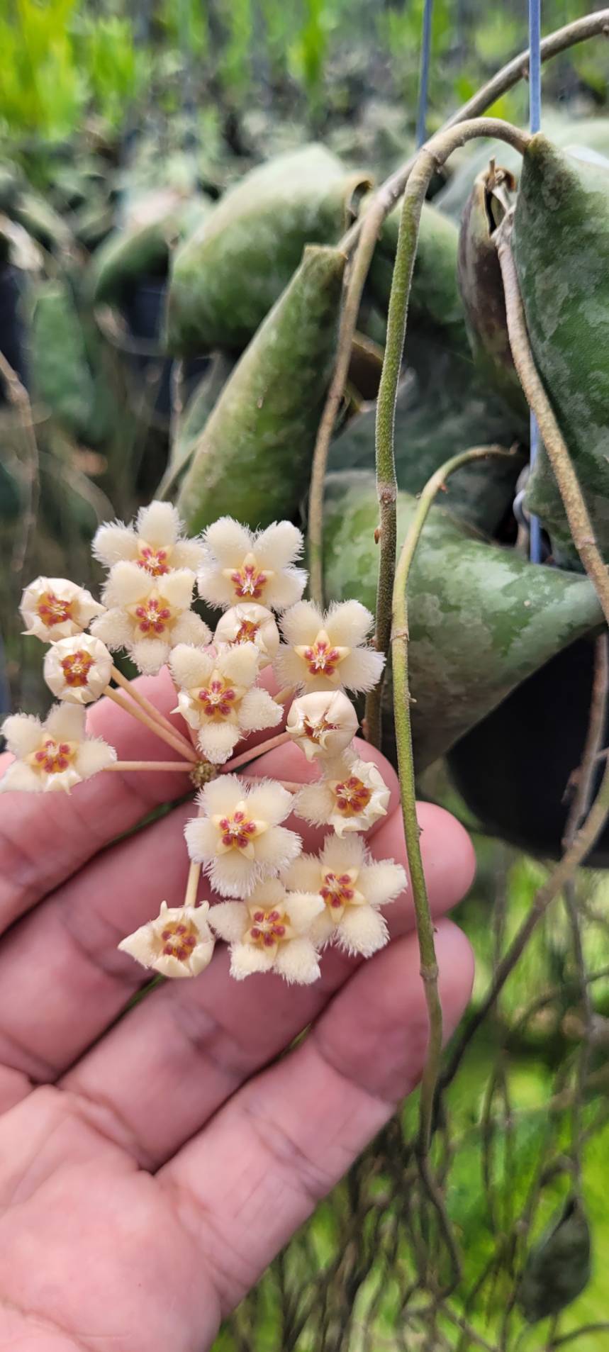 Hoya maxima red corona (large) - ThaiFlora