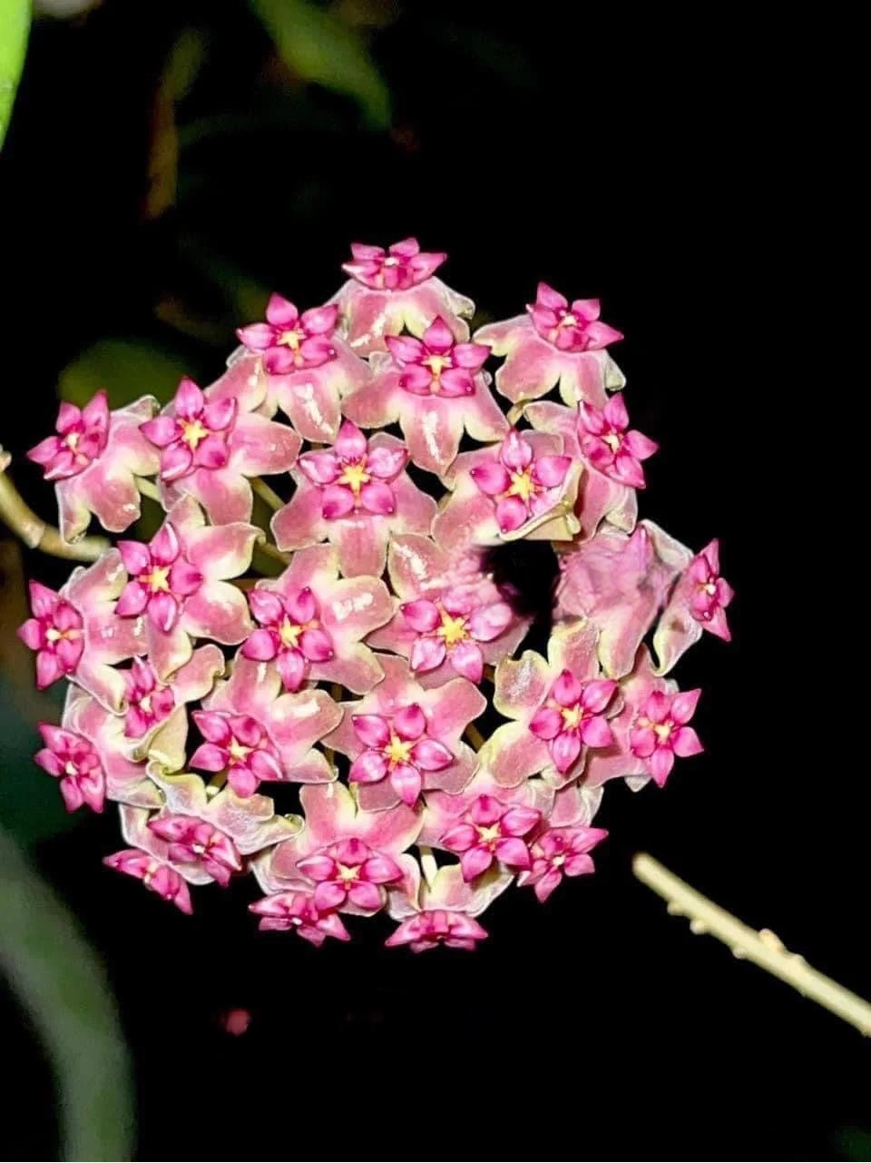 Hoya cv candy ( rooted cutting ) - ThaiFlora