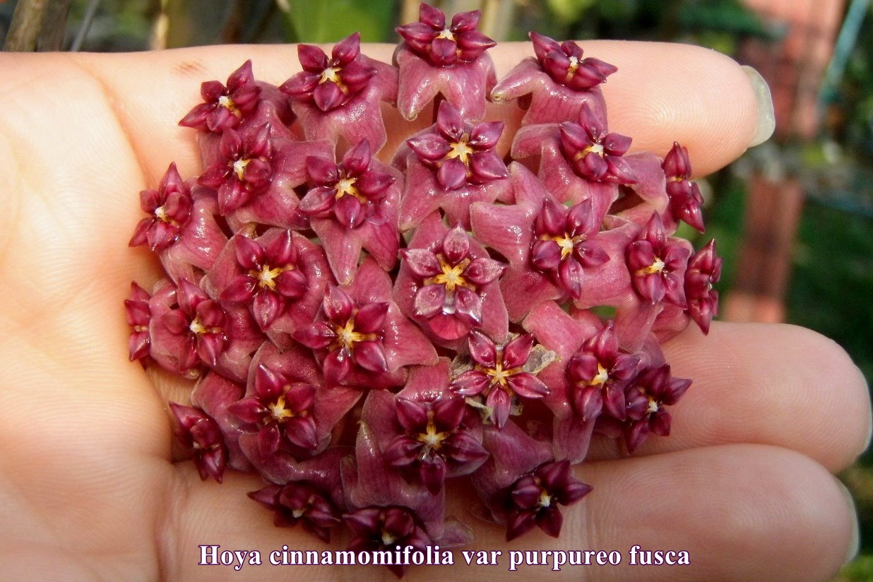 Hoya cinnamomifolia var purpureo fusca (large) - ThaiFlora
