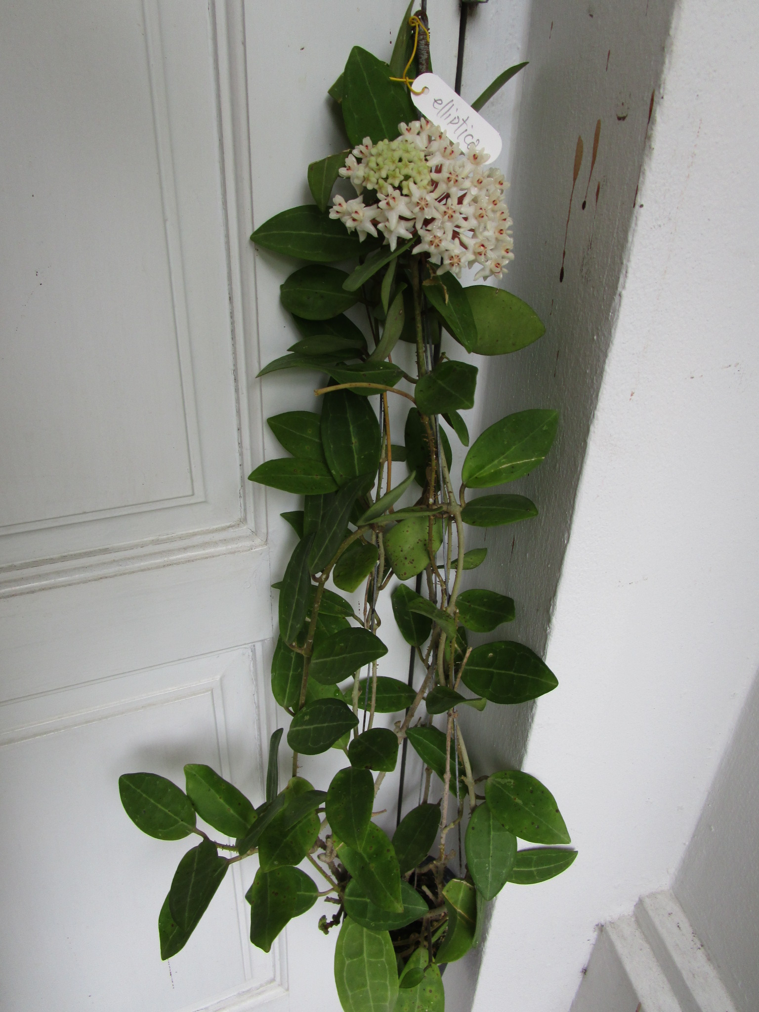 Hoya elliptica circle leaves (large) - ThaiFlora