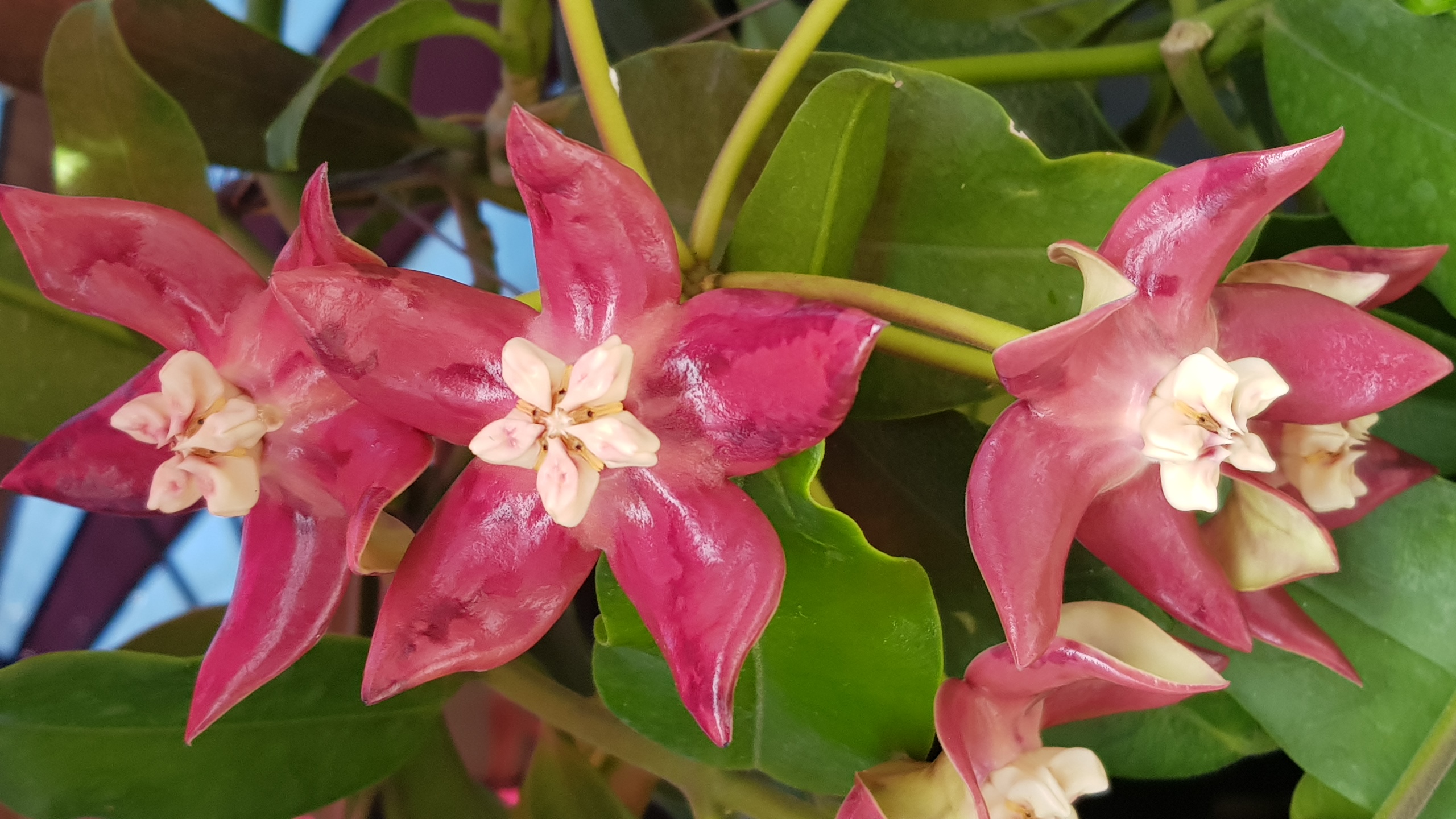 Hoya imperialis big red color flower (large) - ThaiFlora