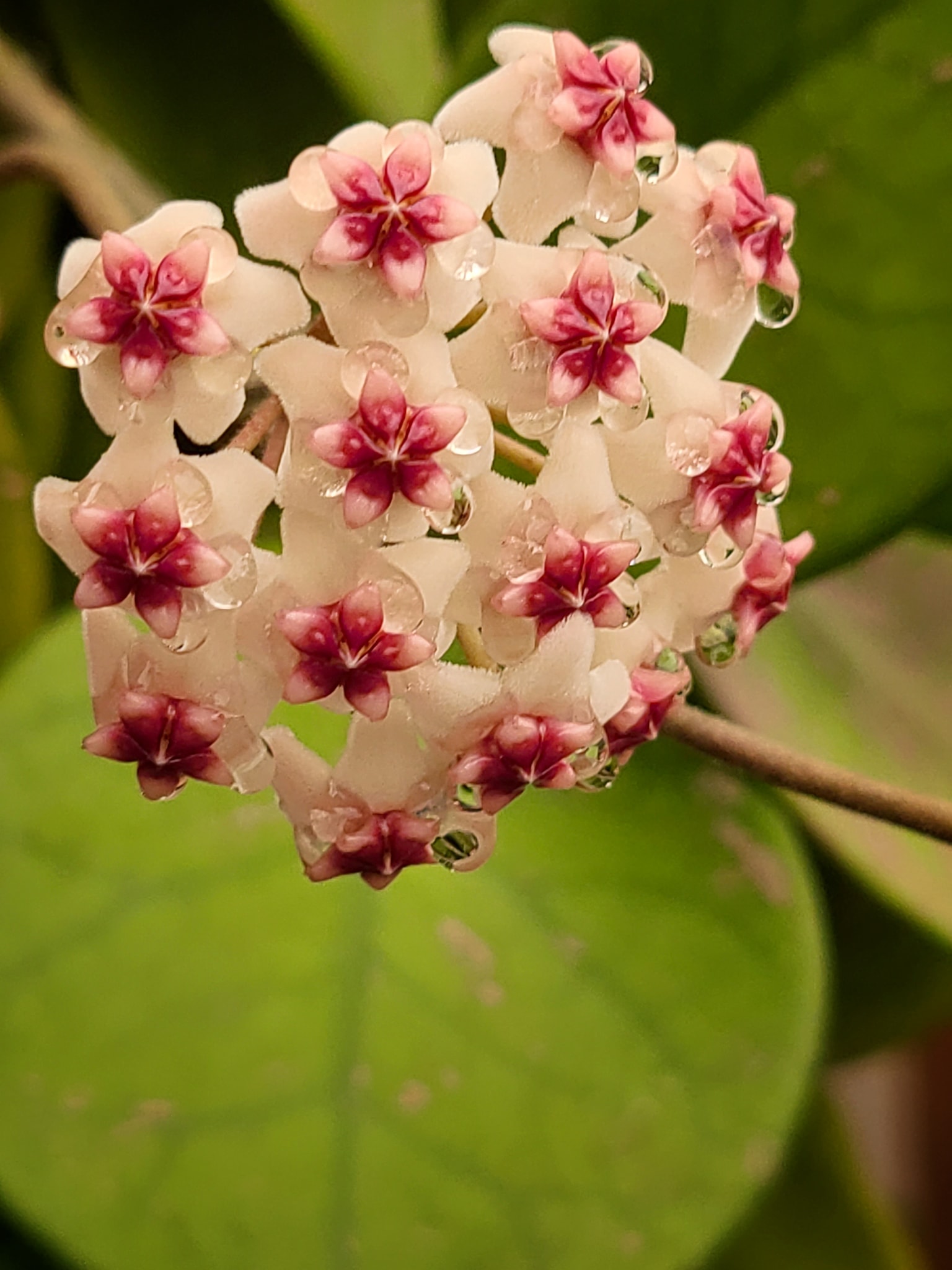 Hoya obovata ( rooted cutting ) - ThaiFlora