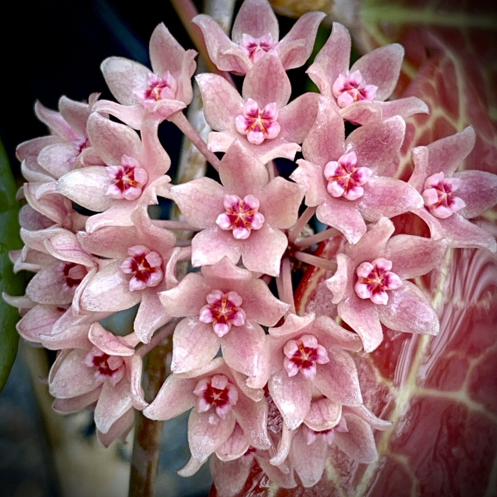 Hoya IV WMZ (large) - ThaiFlora