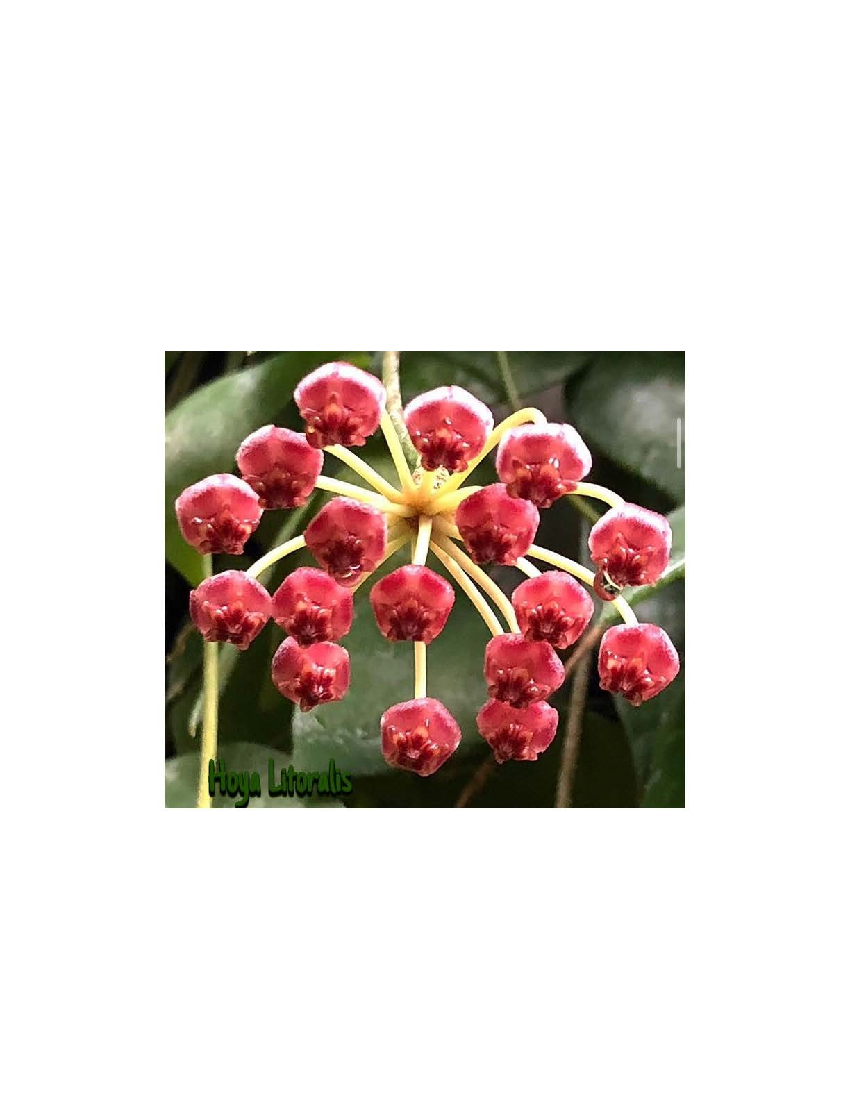 Hoya litoralis ( rooted cutting ) - ThaiFlora