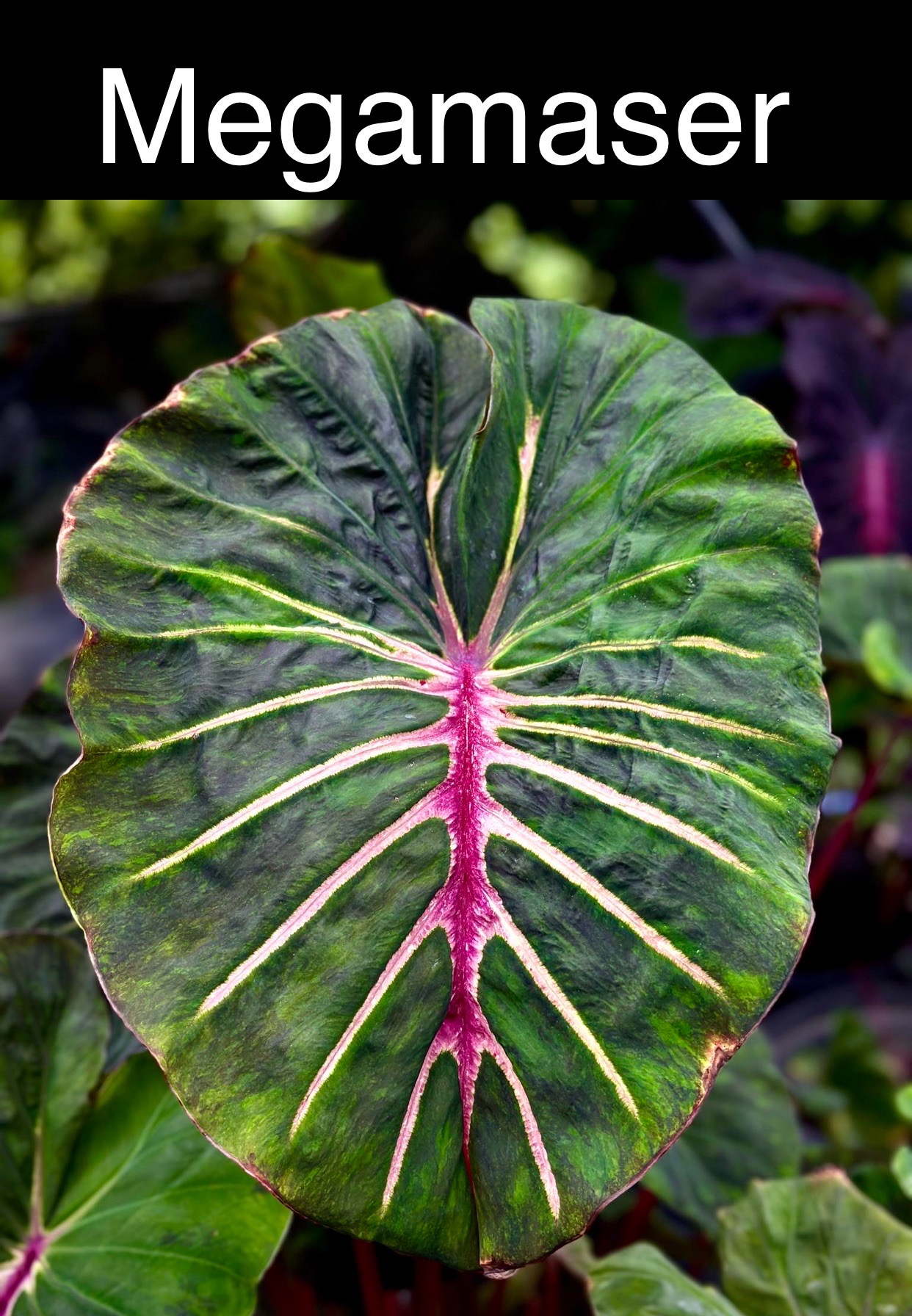 Colocasia megamaser - ThaiFlora