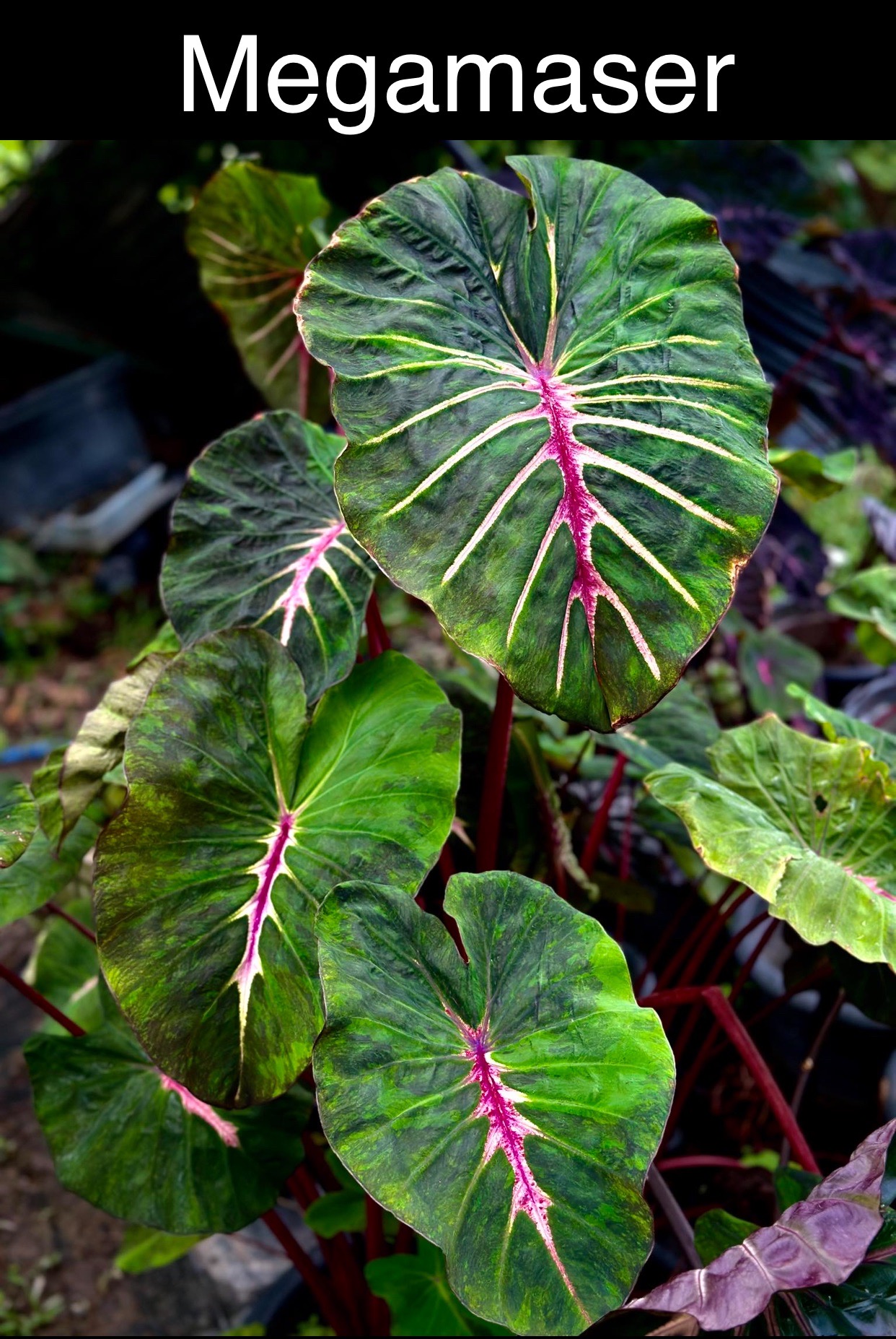 Colocasia megamaser - ThaiFlora