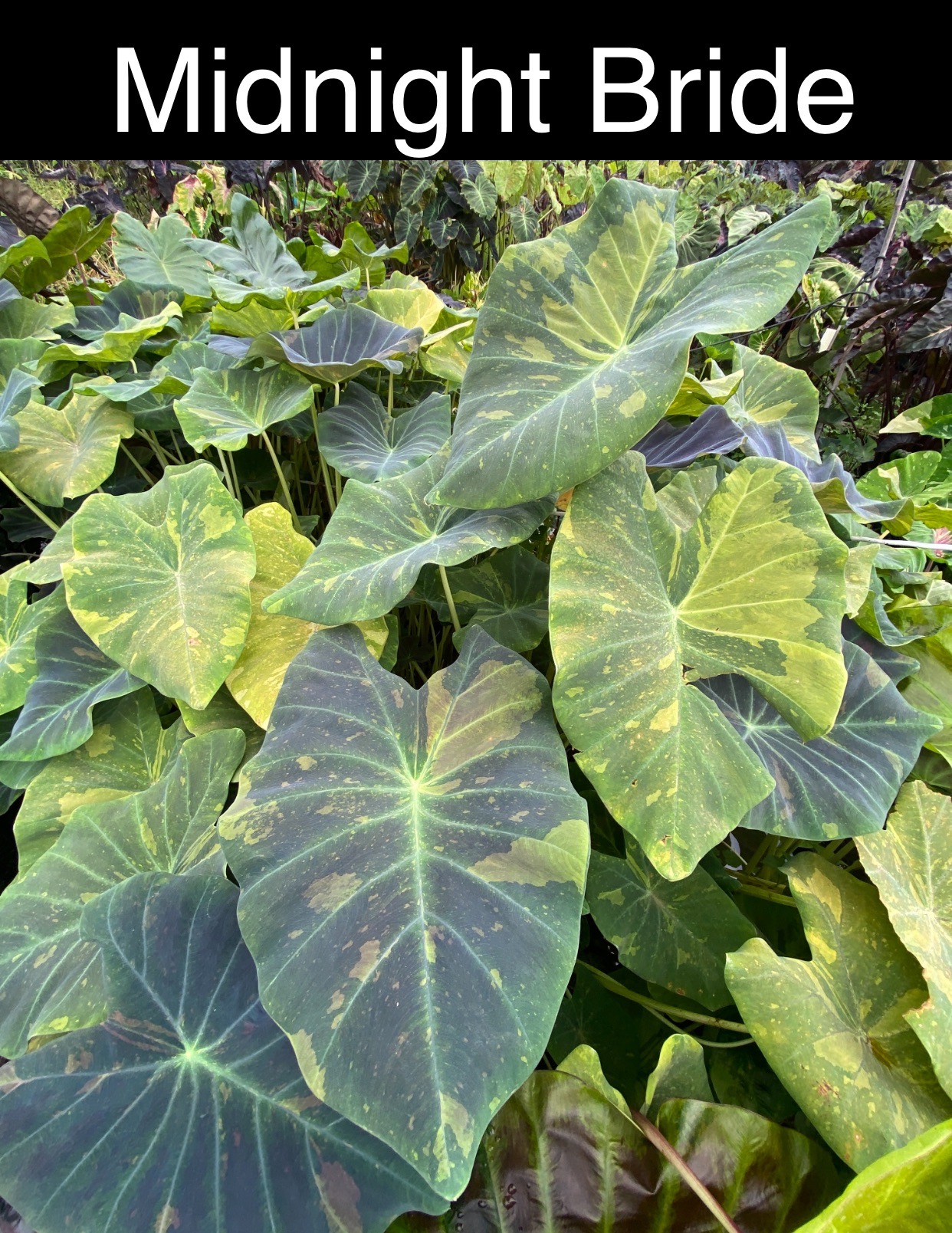 Colocasia midnight bride - ThaiFlora