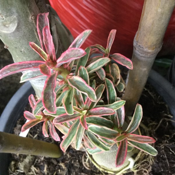 Adenium mini dwarf variegated - ThaiFlora