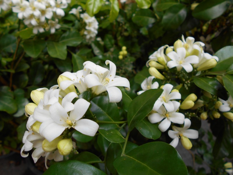 Muraya paniculata - ThaiFlora