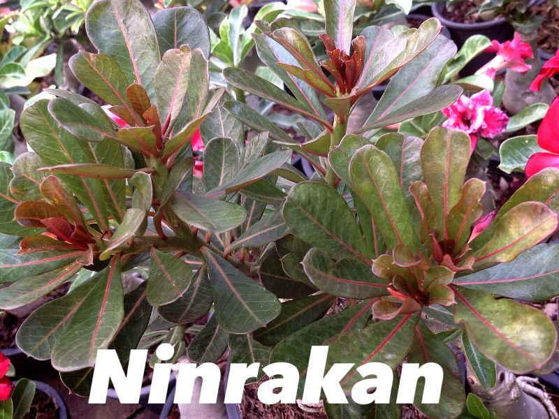 Adenium ninrakarn variegated - ThaiFlora