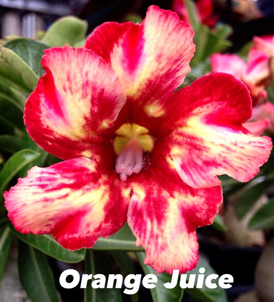 Adenium orange juice - ThaiFlora