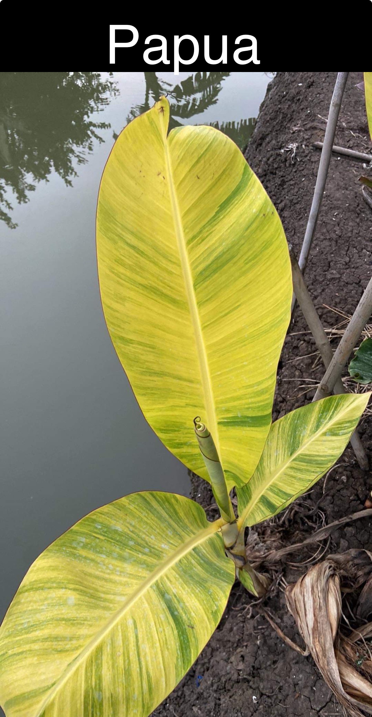 Musa papua - ThaiFlora