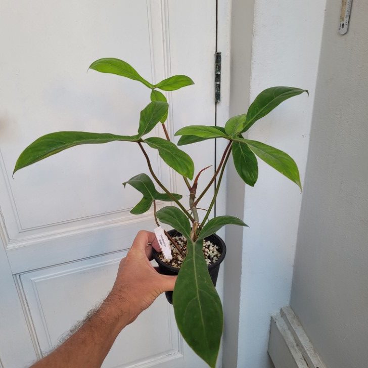 Philodendron 69686 - ThaiFlora