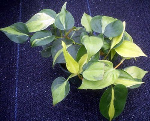 Pothos Brasil - ThaiFlora