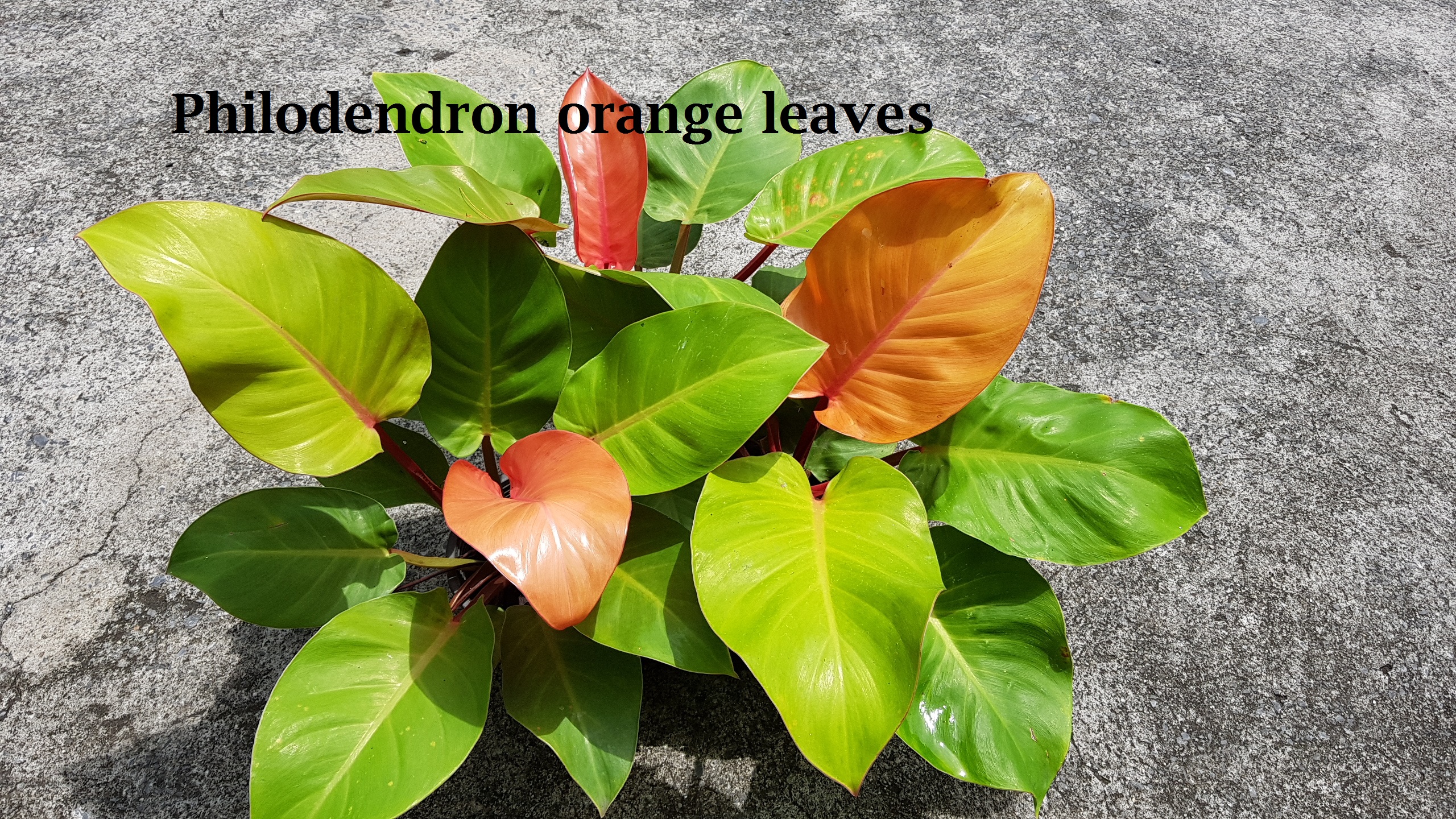 Philodendron Prince of orange - ThaiFlora
