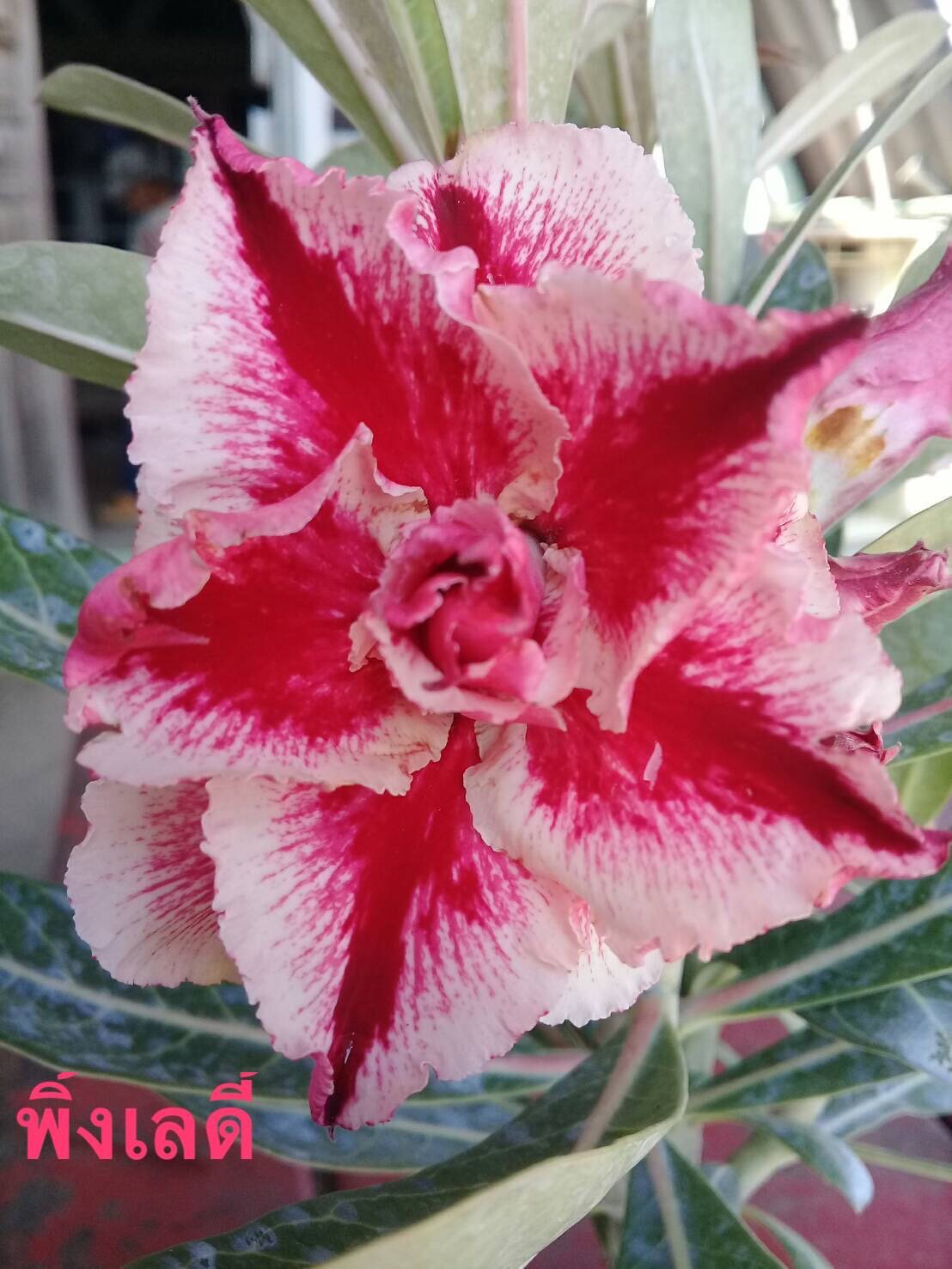 Adenium Pink Lady - ThaiFlora
