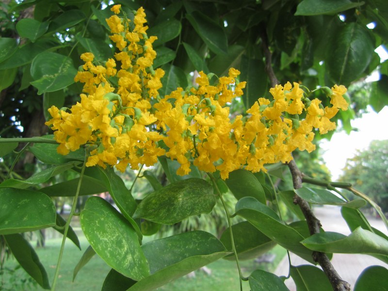 Pterocarpus indicus - ThaiFlora