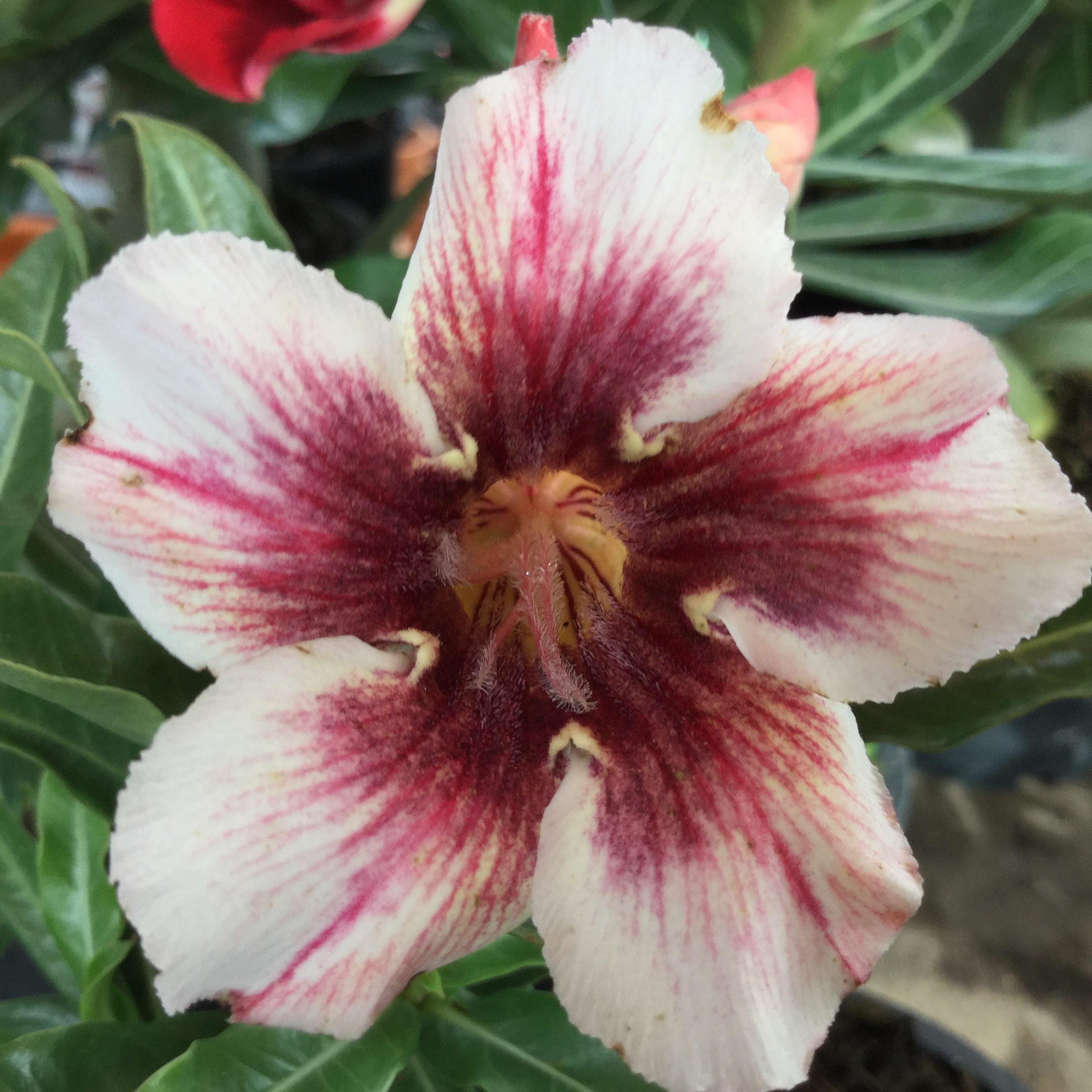 Adenium Purple Grapes - ThaiFlora