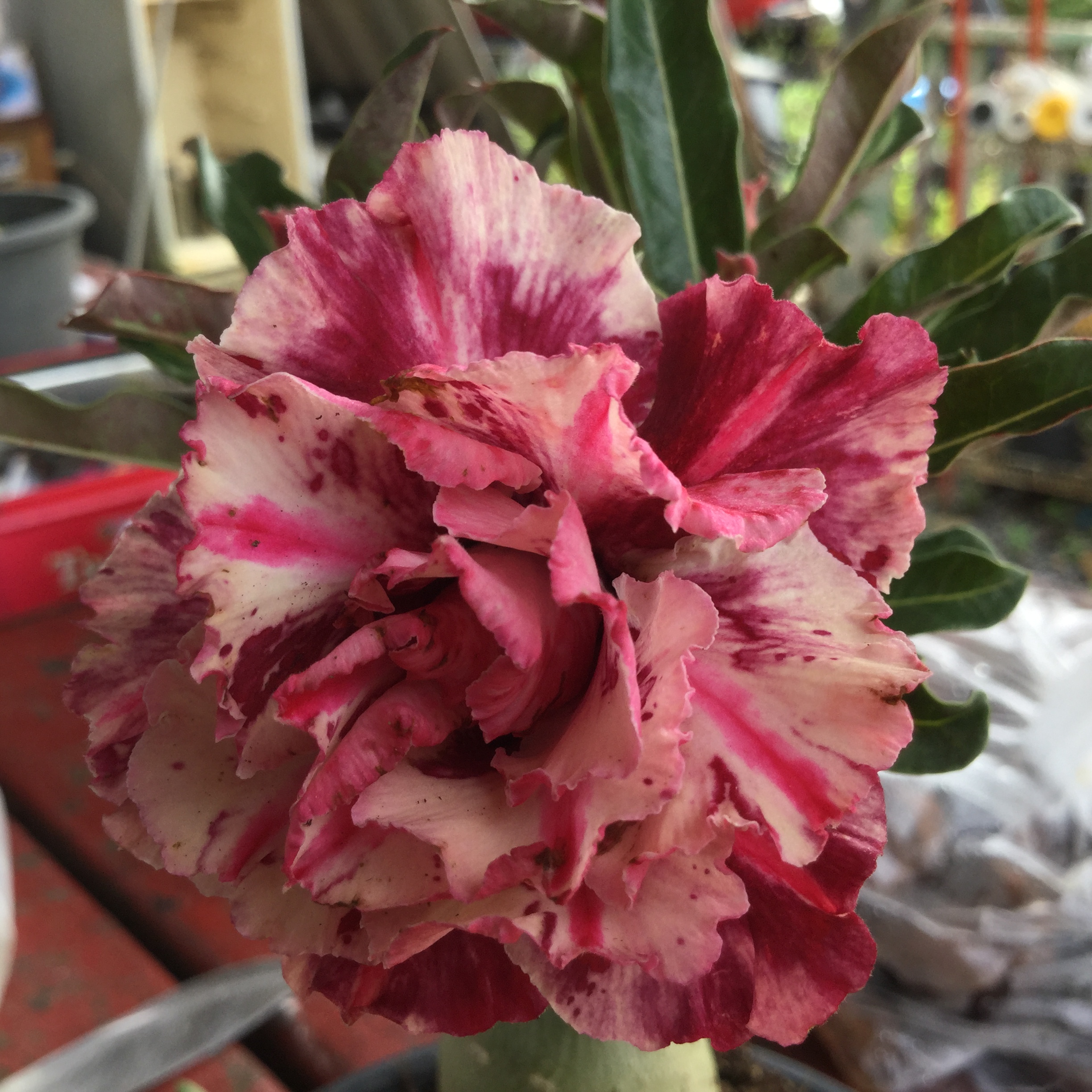 Adenium Purple Rain - ThaiFlora
