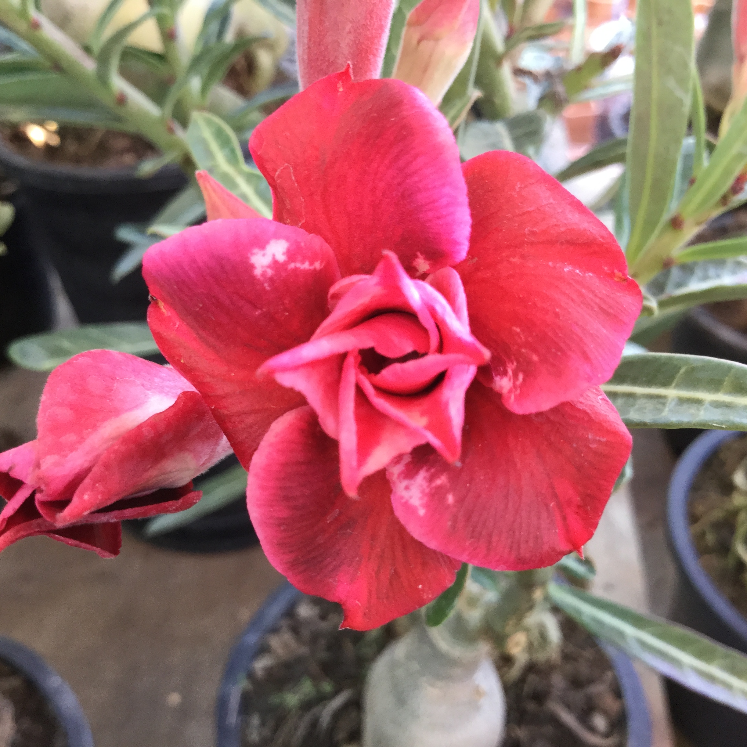 Adenium Red Volcano - ThaiFlora