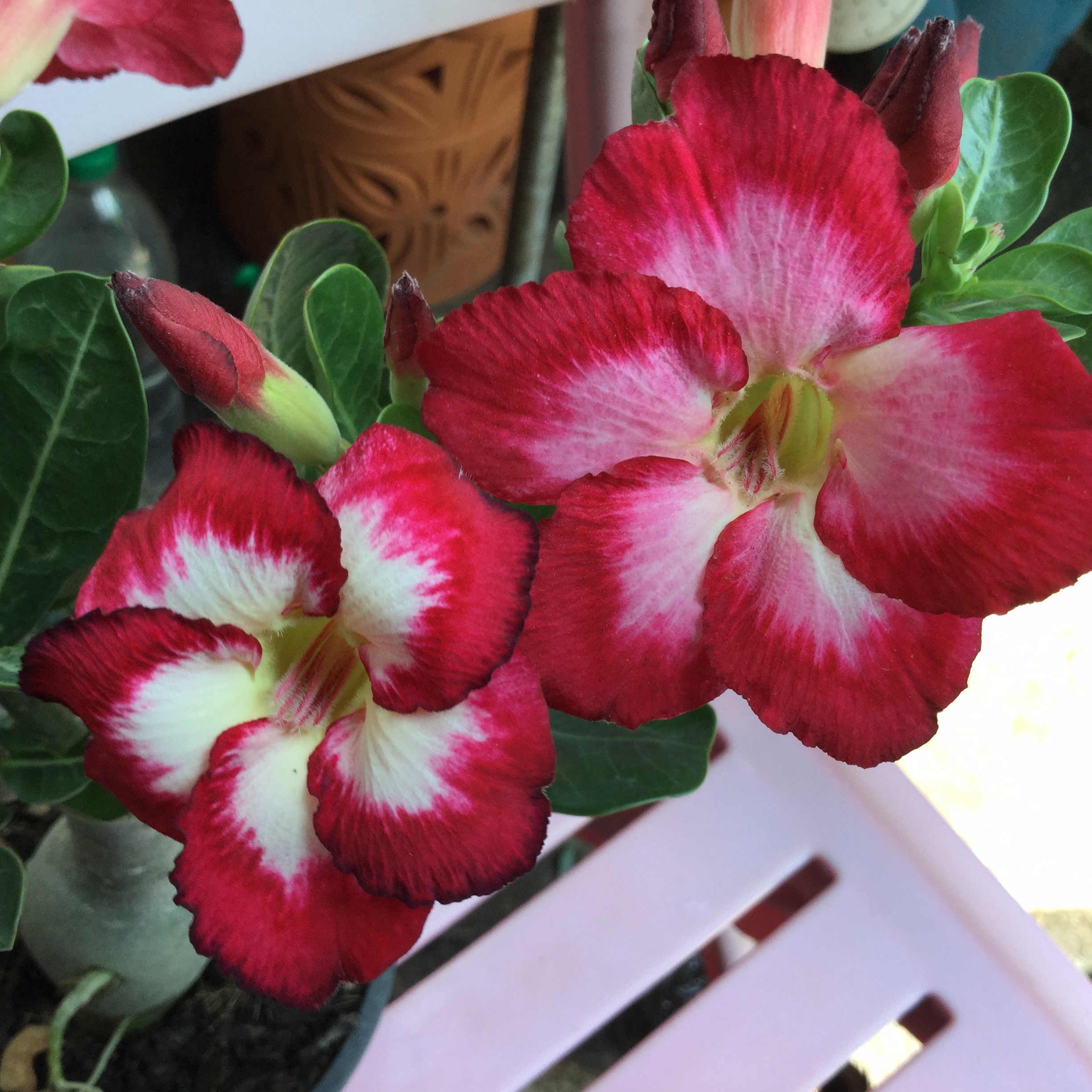 Adenium Red Windmill - ThaiFlora