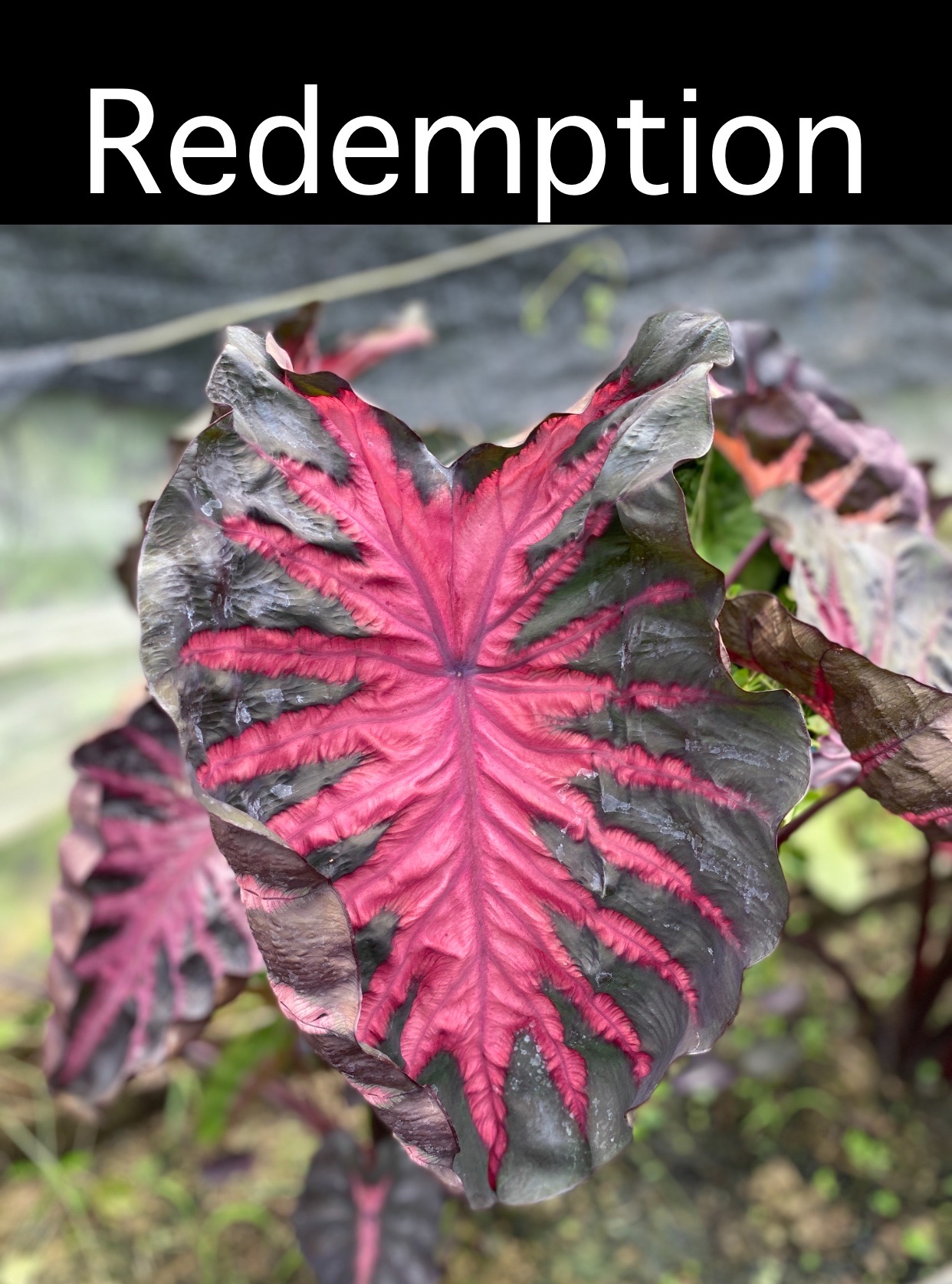 Colocasia redemption - ThaiFlora
