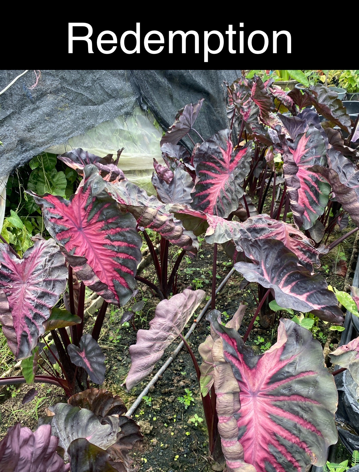 Colocasia redemption - ThaiFlora