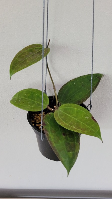 Hoya IV WMZ (large) - ThaiFlora