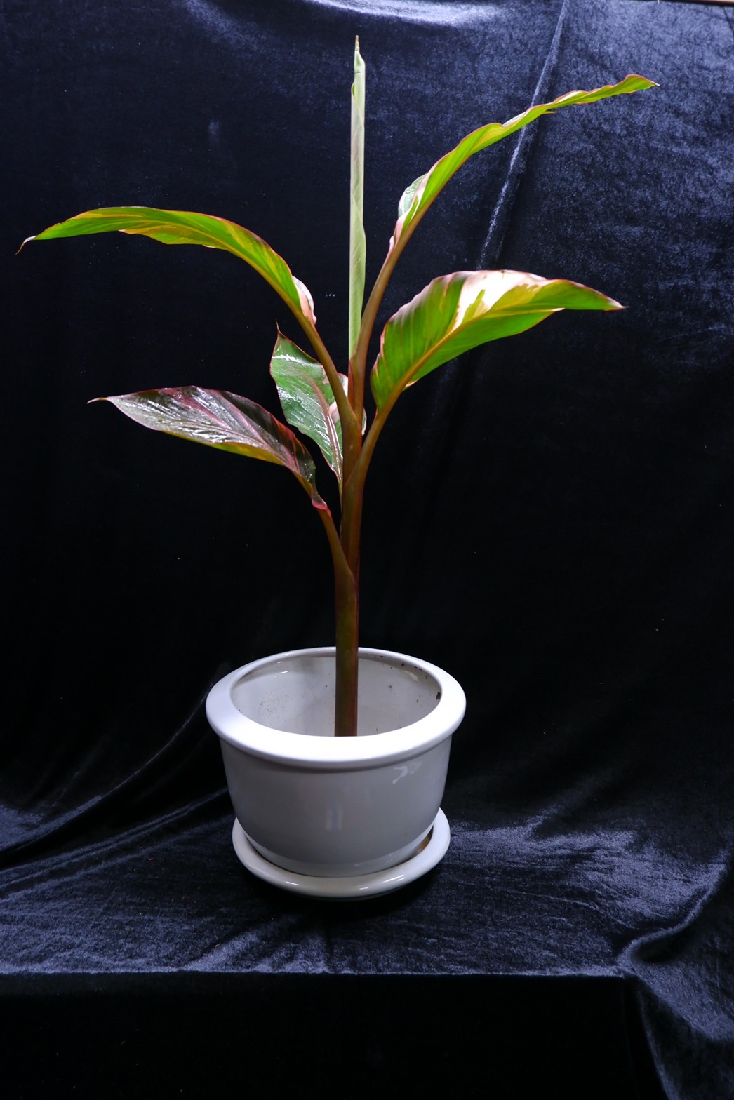 Musa NONO red variegated - ThaiFlora