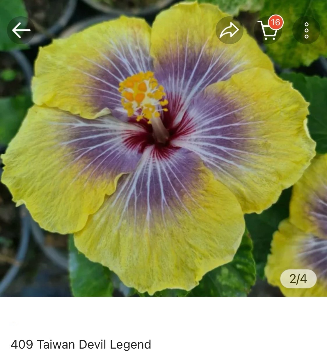 Hibiscus Taiwan Devil Legend (409) - ThaiFlora