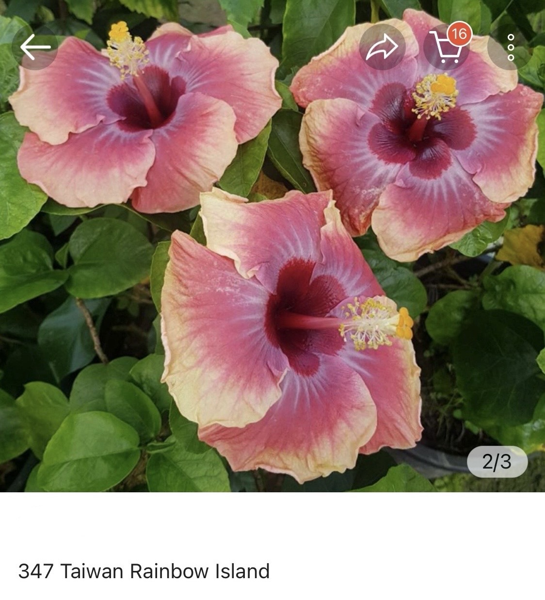 Hibiscus Taiwan Rainbow Island (347) - ThaiFlora